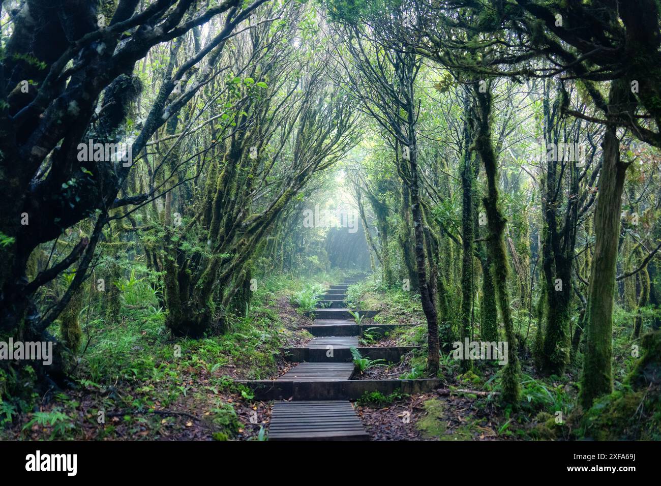 Mangorei track hi-res stock photography and images - Alamy