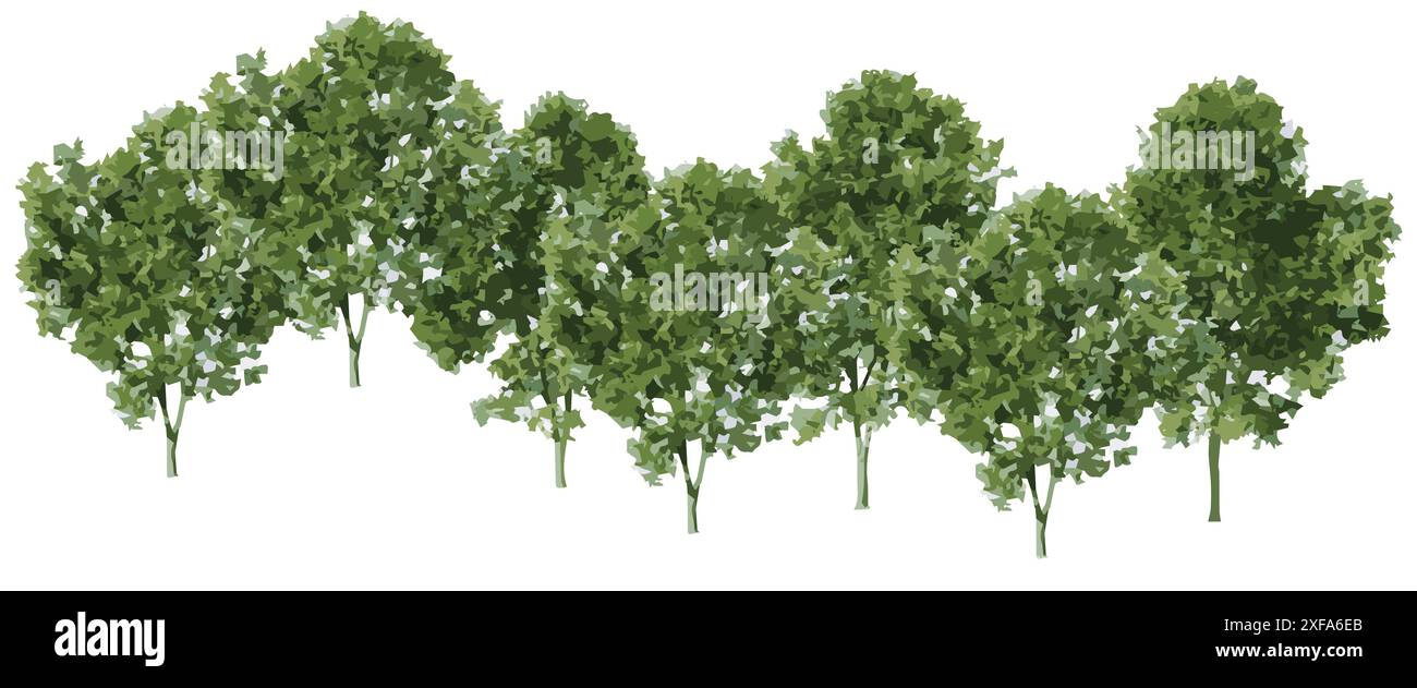 Summer forest trees nature Stock Vector Images - Alamy