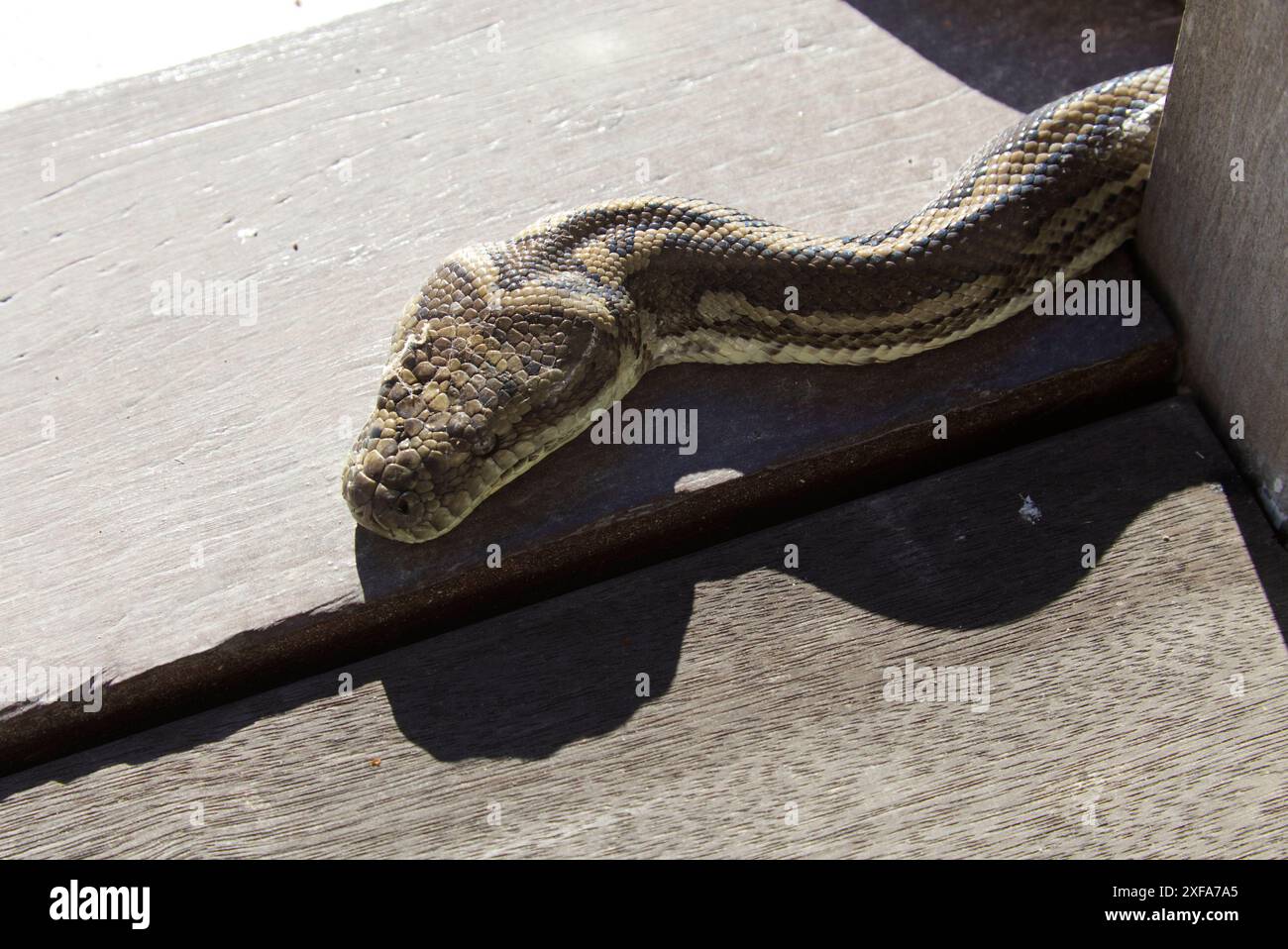 Adult 2.6m coastal carpet python relaxing at Horse Camp Queensland ...