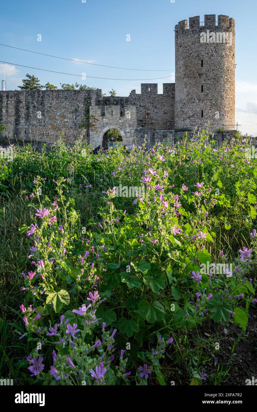Remains of Historic Belgrade Fortress in Kalemegdan park in Belgrade ...