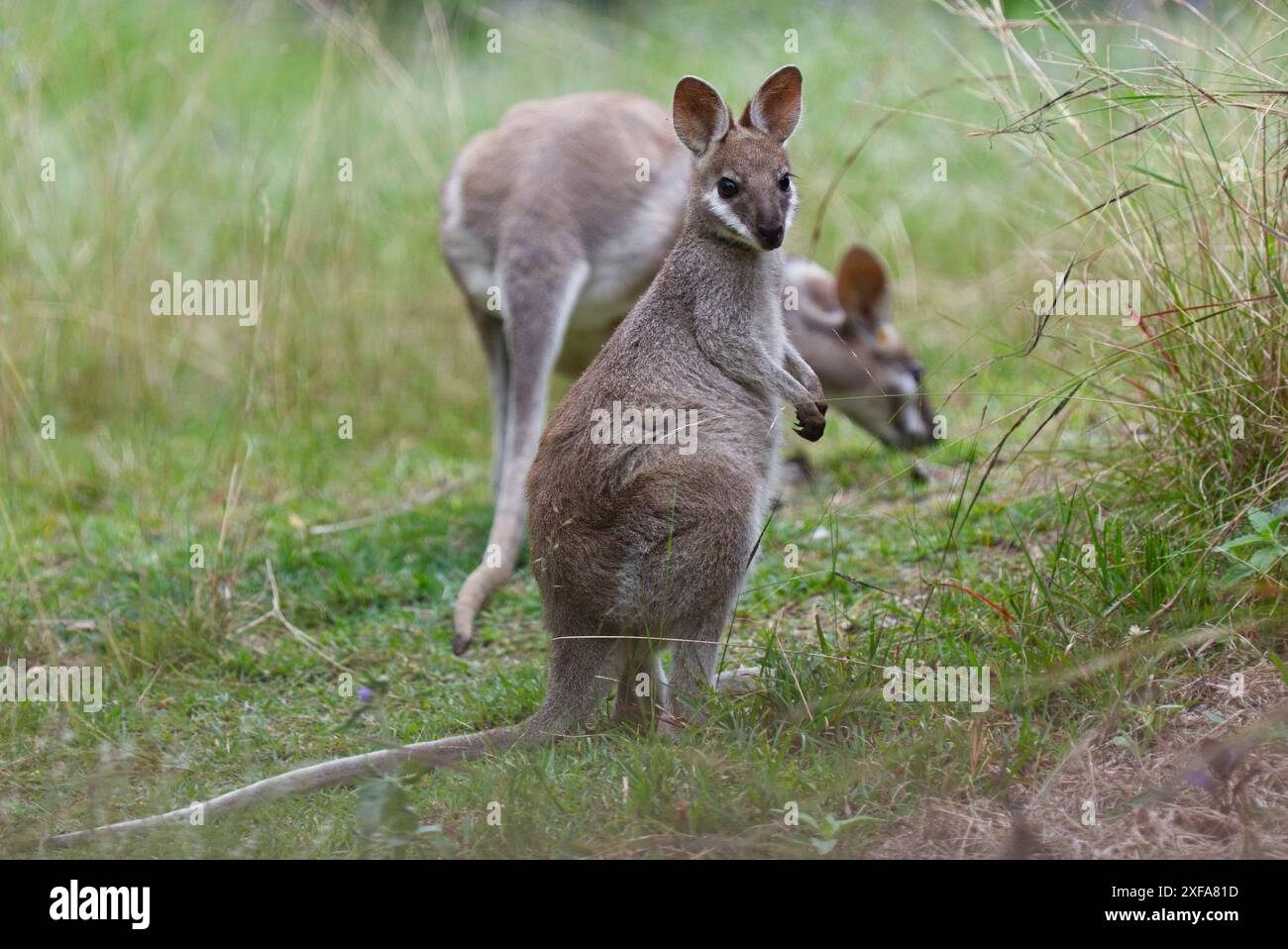 The whiptail wallaby (Macropus parryi), also known as the pretty-faced ...