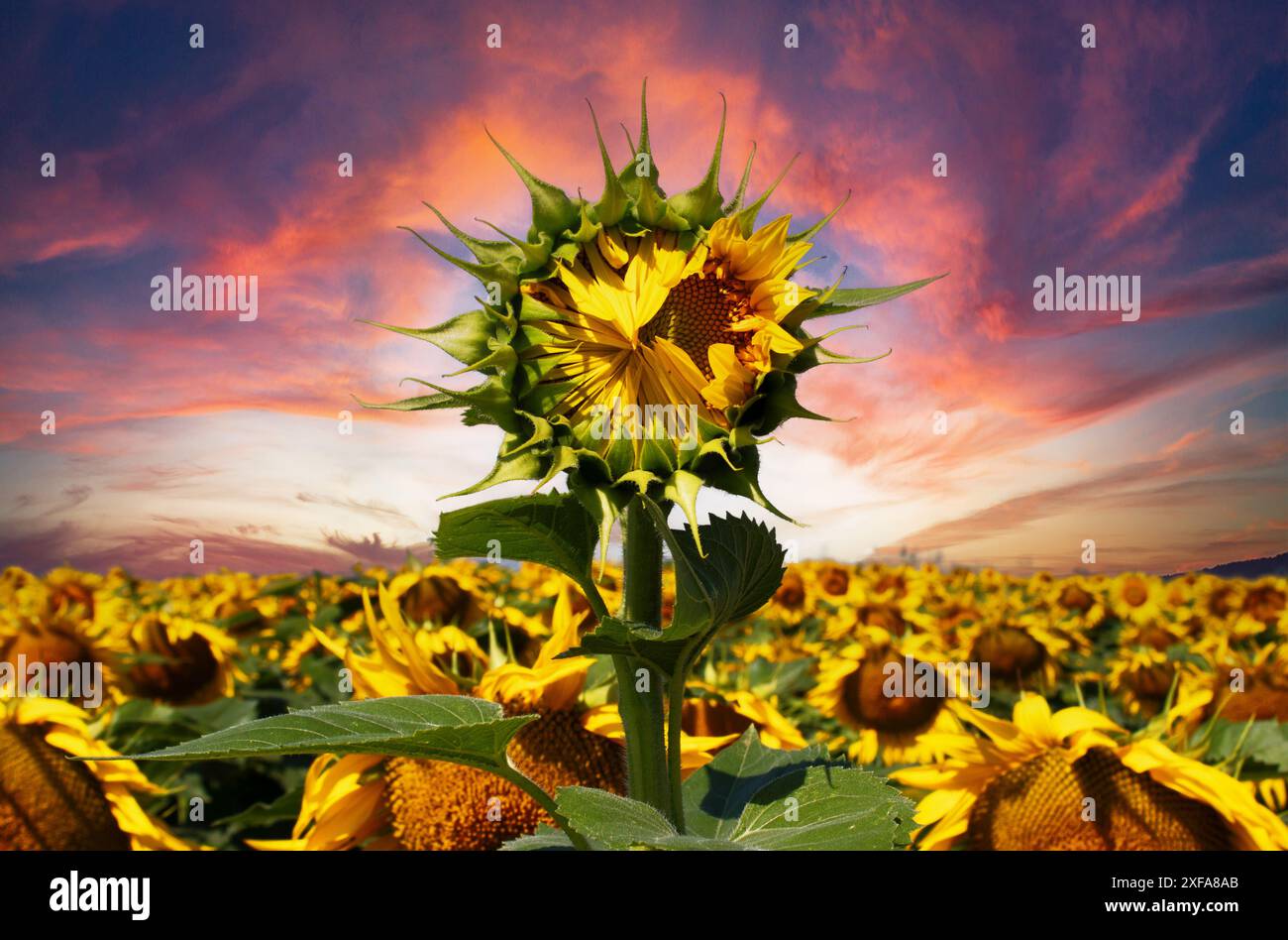 Sunset glow on sunflower hi-res stock photography and images - Alamy