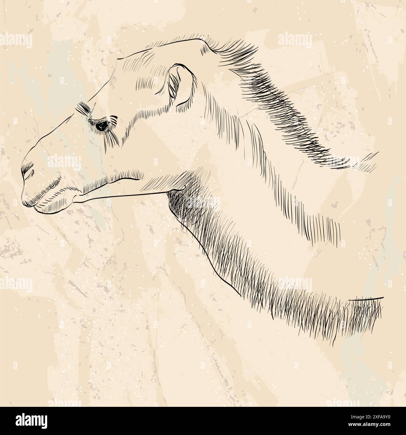 sketch of Bactrian camel on a beige background Stock Vector Image & Art ...