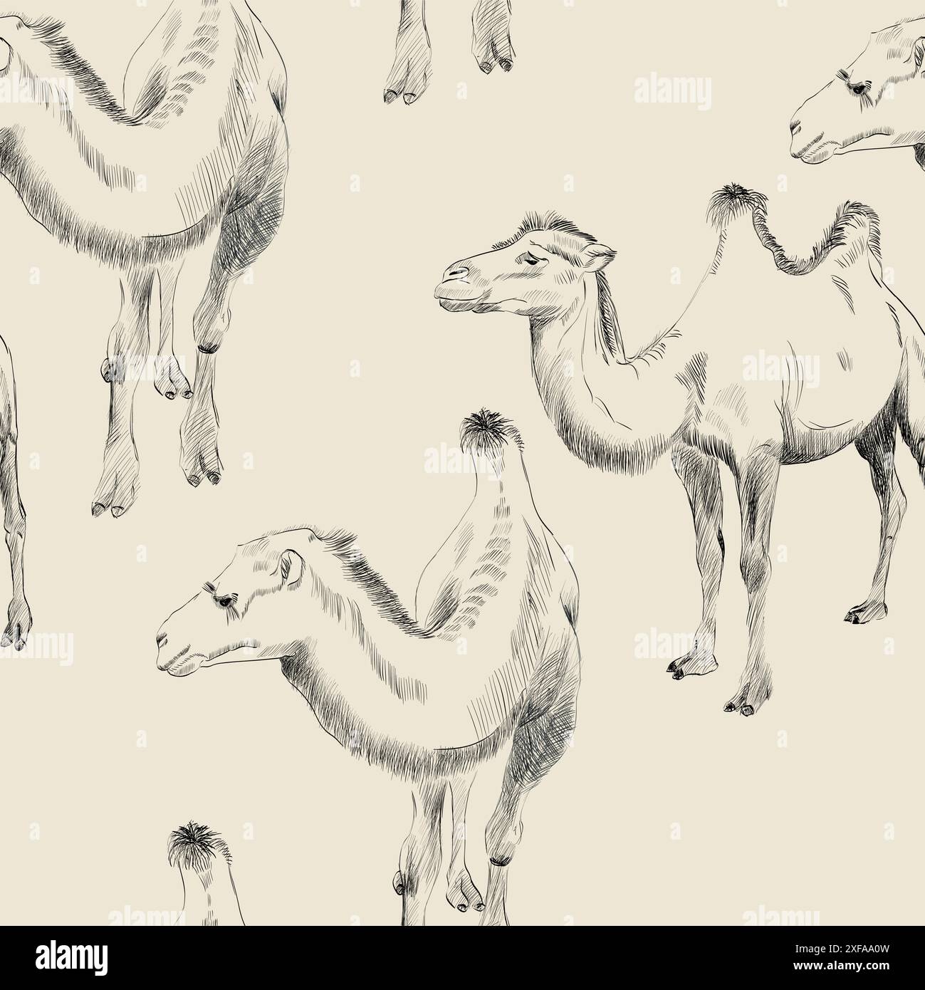 sketch of Bactrian camel on a beige background Stock Vector Image & Art ...