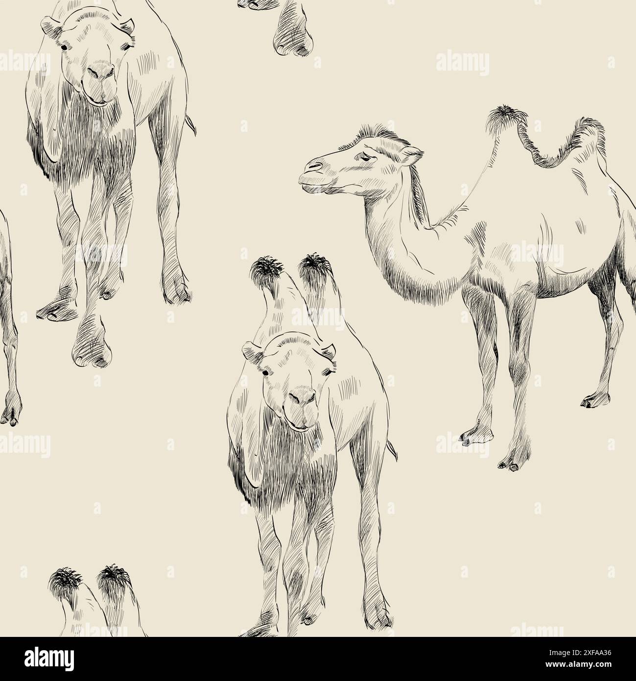 sketch of Bactrian camel on a beige background. Seamless pattern Stock ...