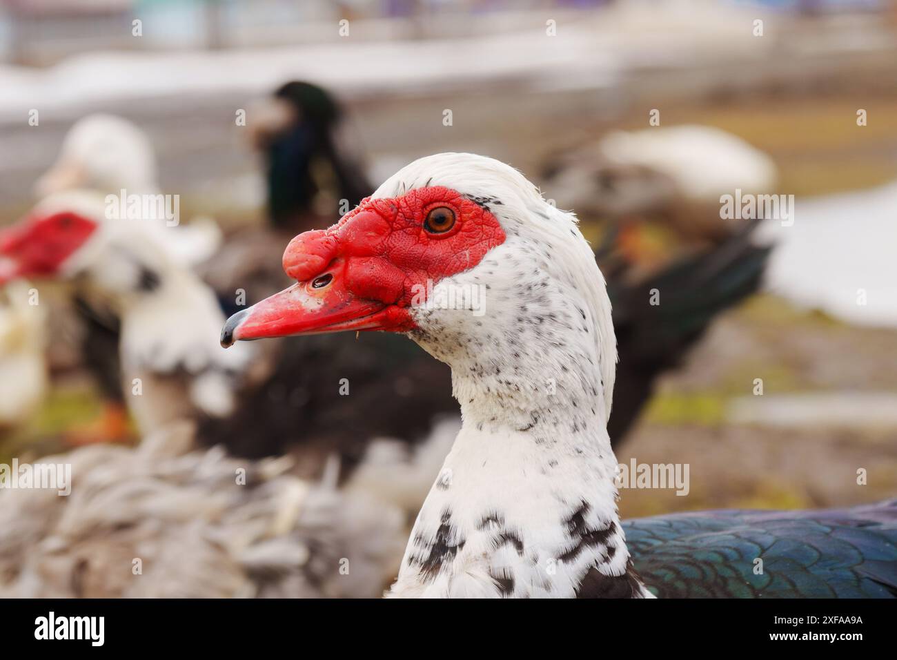 Muscovy duck and a distinctive red face is seen rummaging through the ...