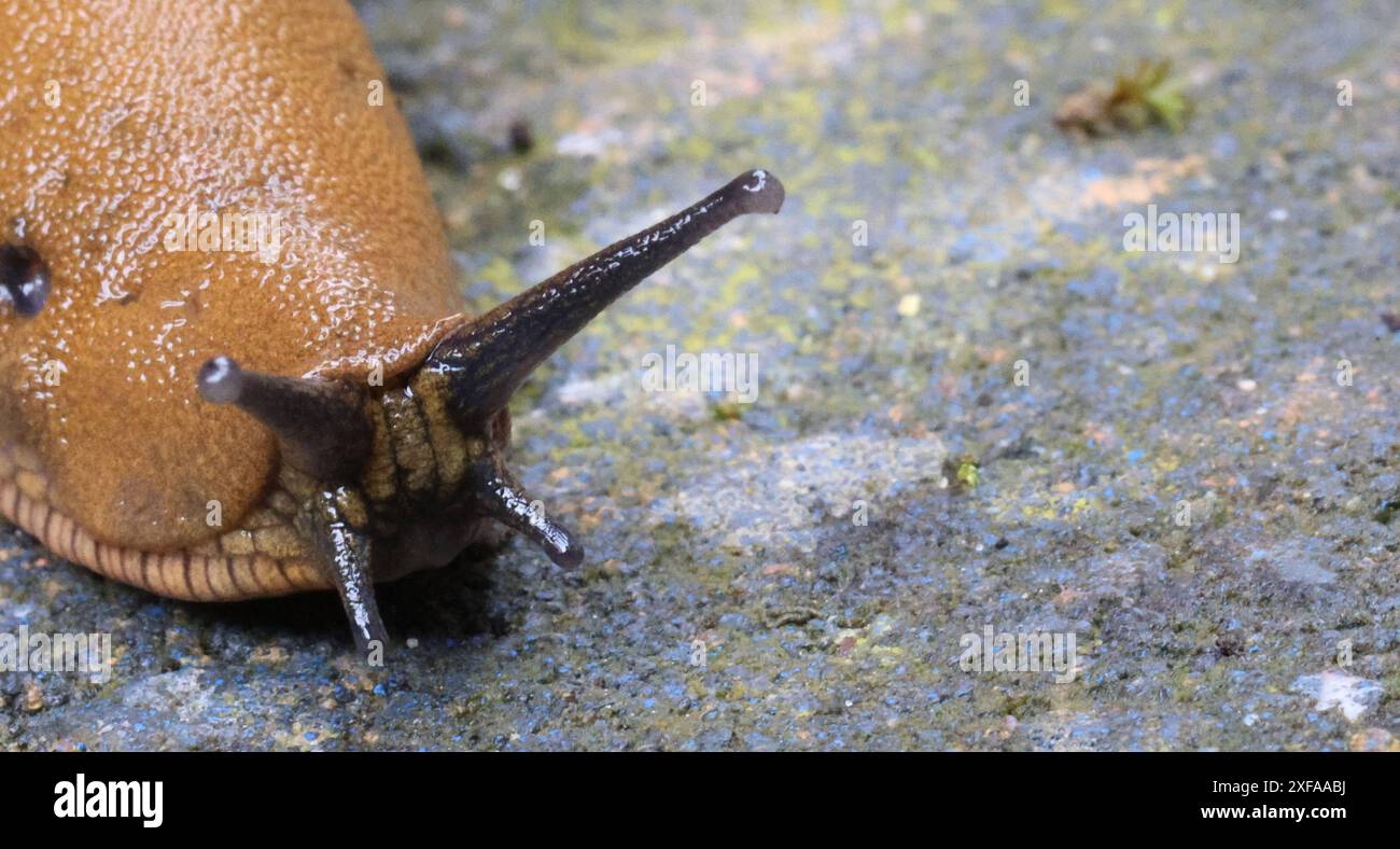 Hannover, Nacktschnecken werden zur Plage, Garten Schnecke, *** Hanover ...