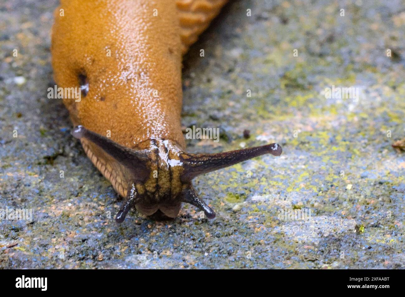 Hannover, Nacktschnecken werden zur Plage, Garten Schnecke, *** Hanover ...
