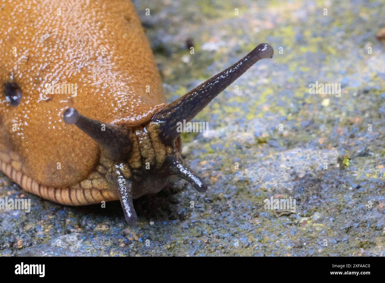 Hannover, Nacktschnecken werden zur Plage, Garten Schnecke, *** Hanover ...