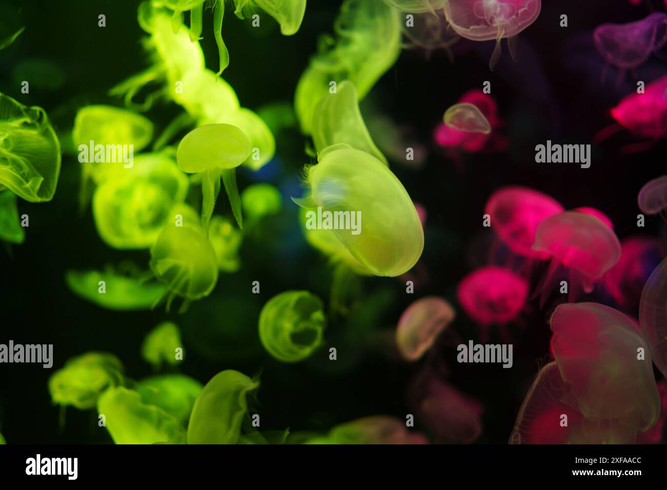 colorful Moon Jellyfish moving underwater. light reflection in water ...