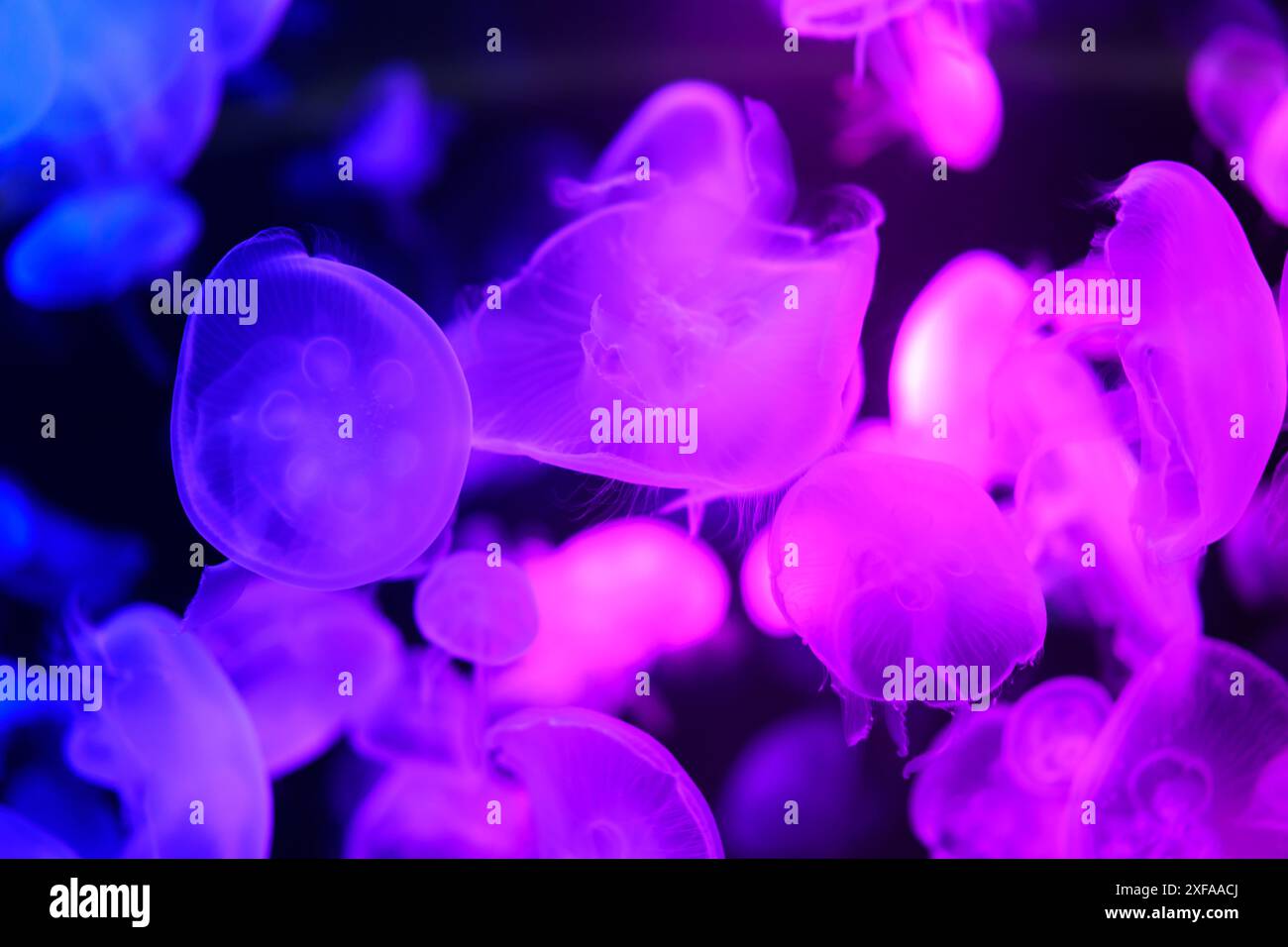 colorful Moon Jellyfish moving underwater. light reflection in water ...