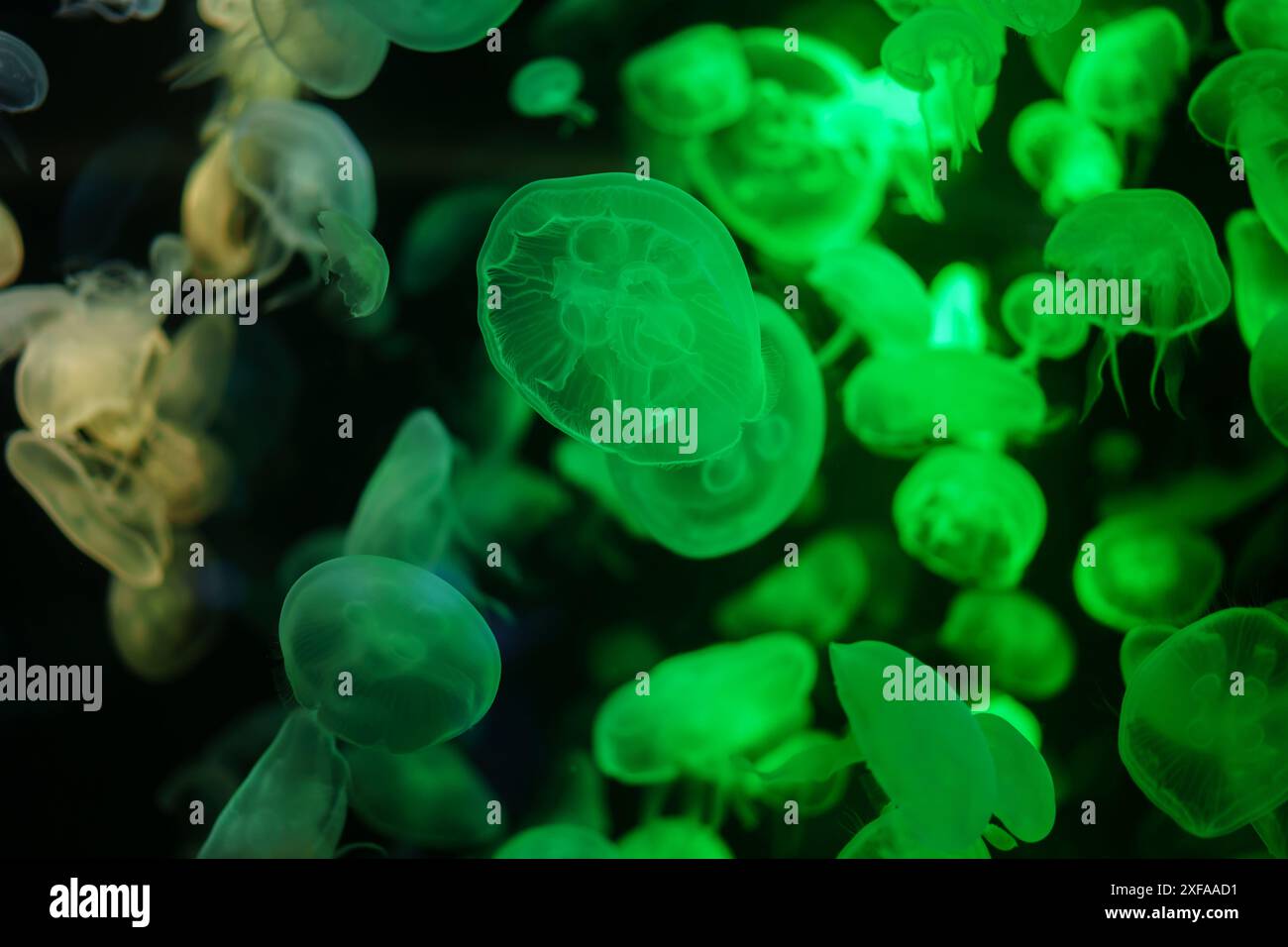 colorful Moon Jellyfish moving underwater. light reflection in water ...
