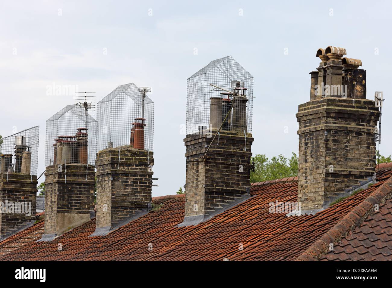 Jackdaw (Corvus monedula) cages over chimney stacks to stop breeding ...