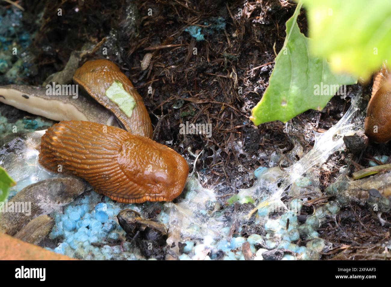 Hannover, Nacktschnecken werden zur Plage, Garten Schnecke ...