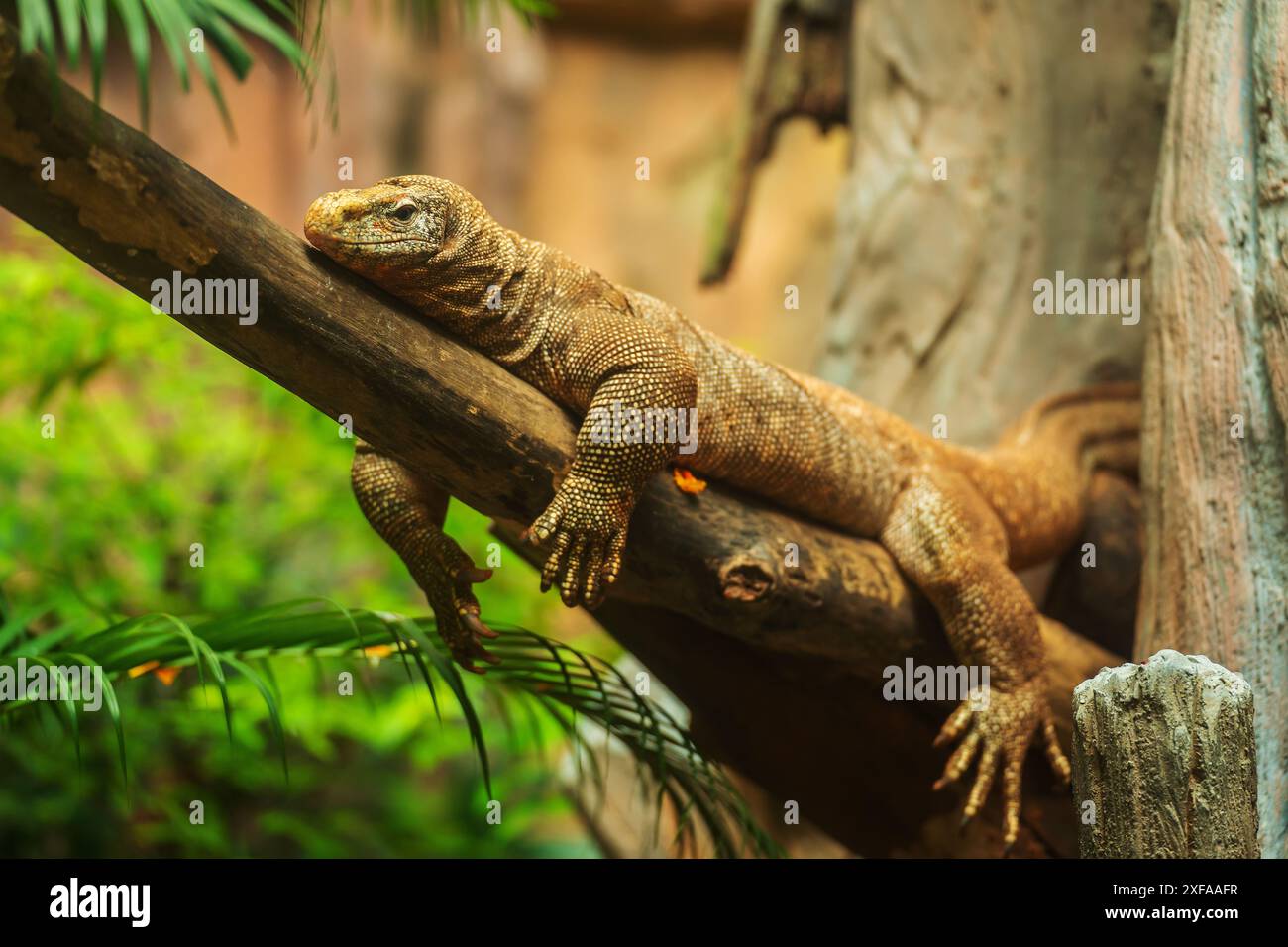 clouded monitor (Varanus nebulosus) resting on a wood branch Stock ...