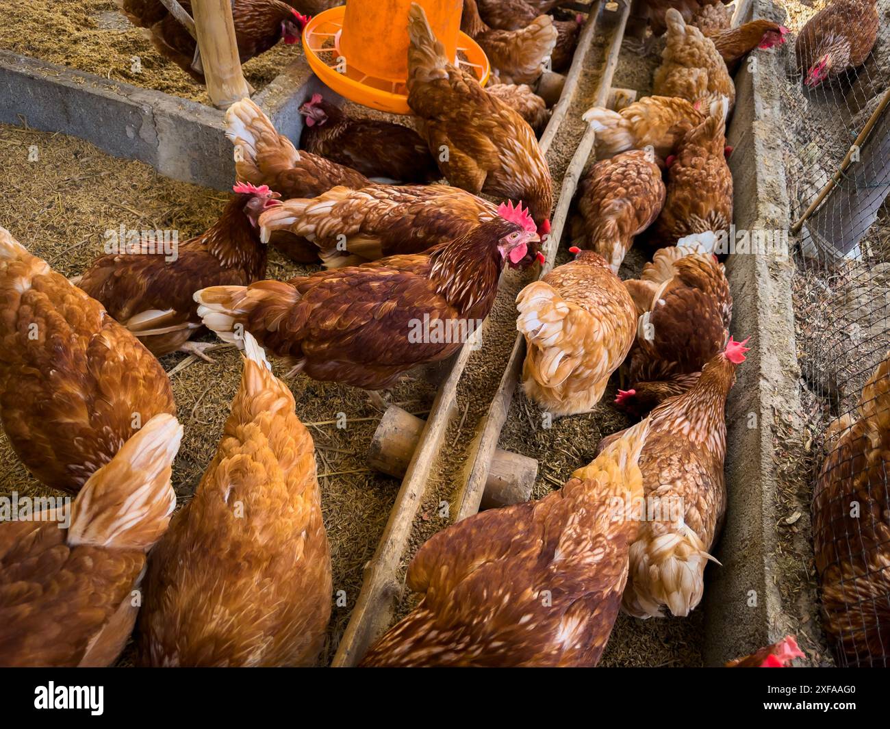 chicken eat feed and grain at rural farm Stock Photo - Alamy