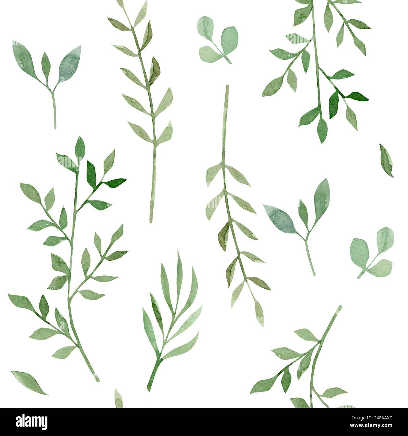 Plant pattern on white background. Watercolor hand-drawn illustration ...