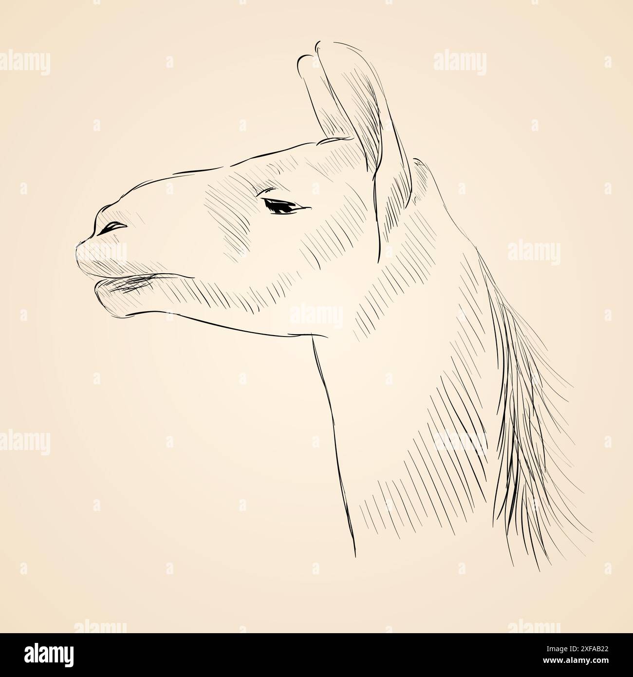 sketch of the head Lama. Hand drawn illustration Stock Vector Image ...