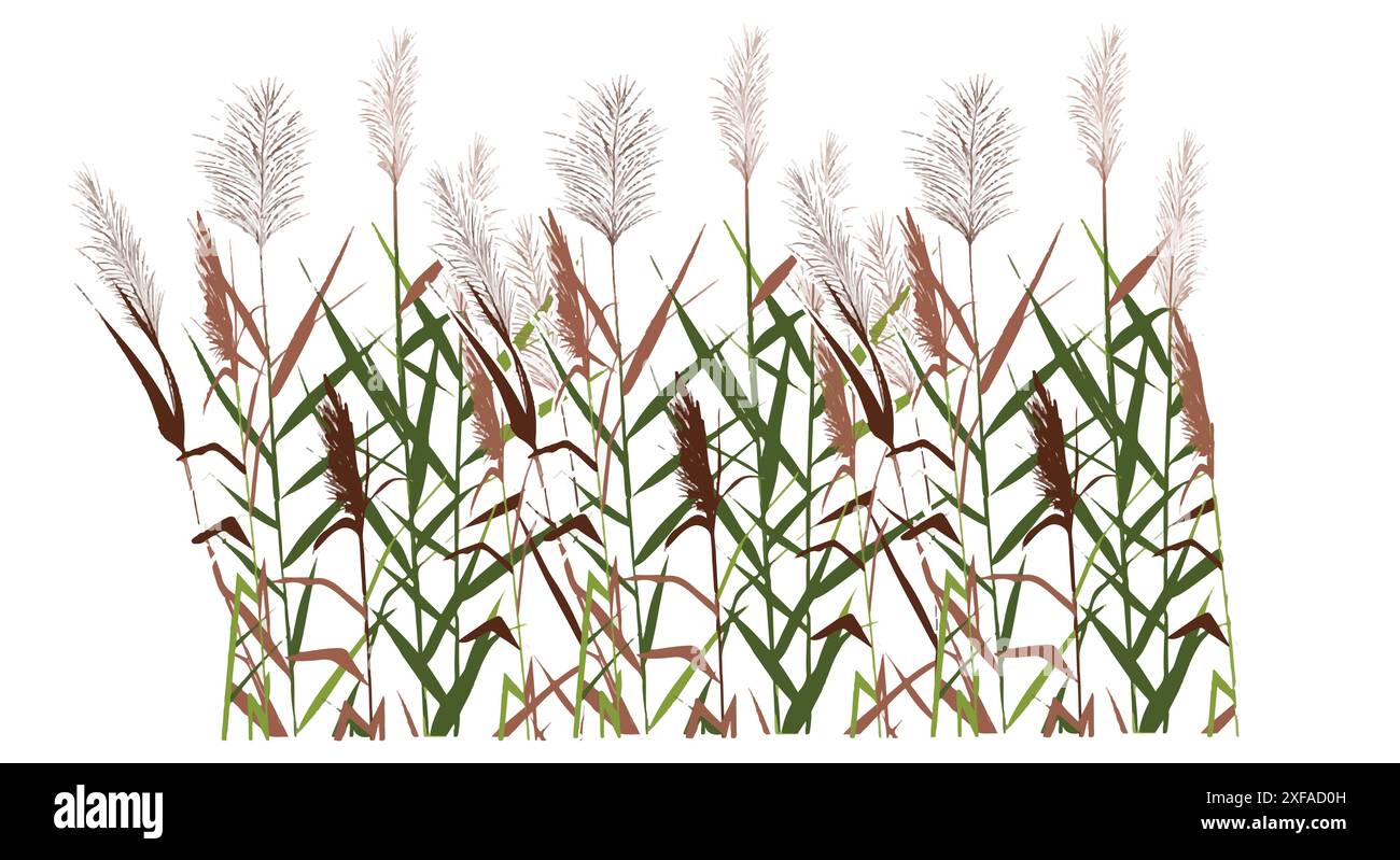 Blue sedge Stock Vector Images - Alamy