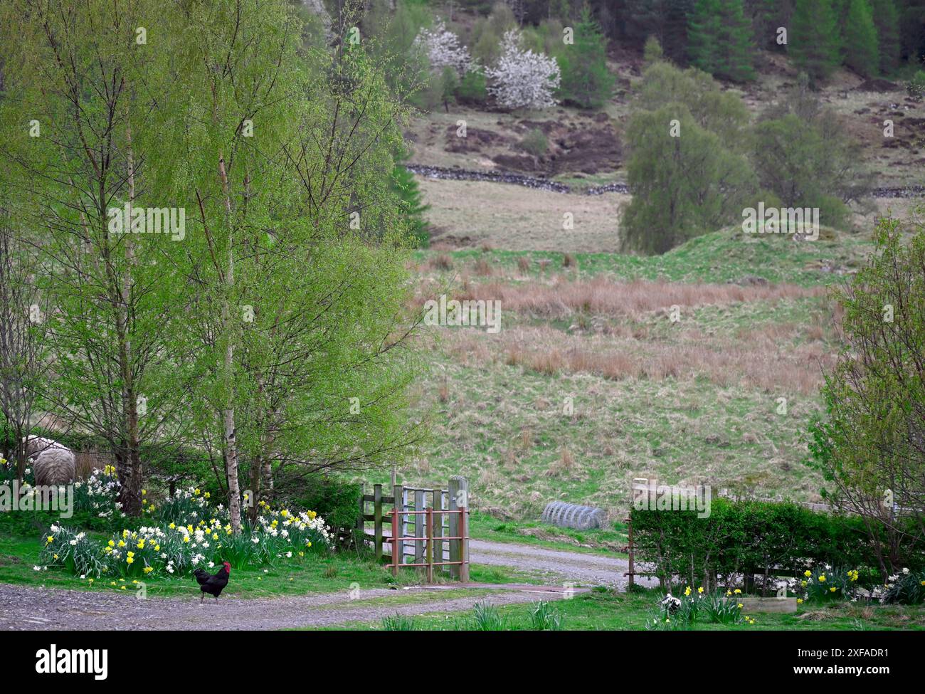 Gate and Cattlegrid of a hillside farm Stock Photo - Alamy