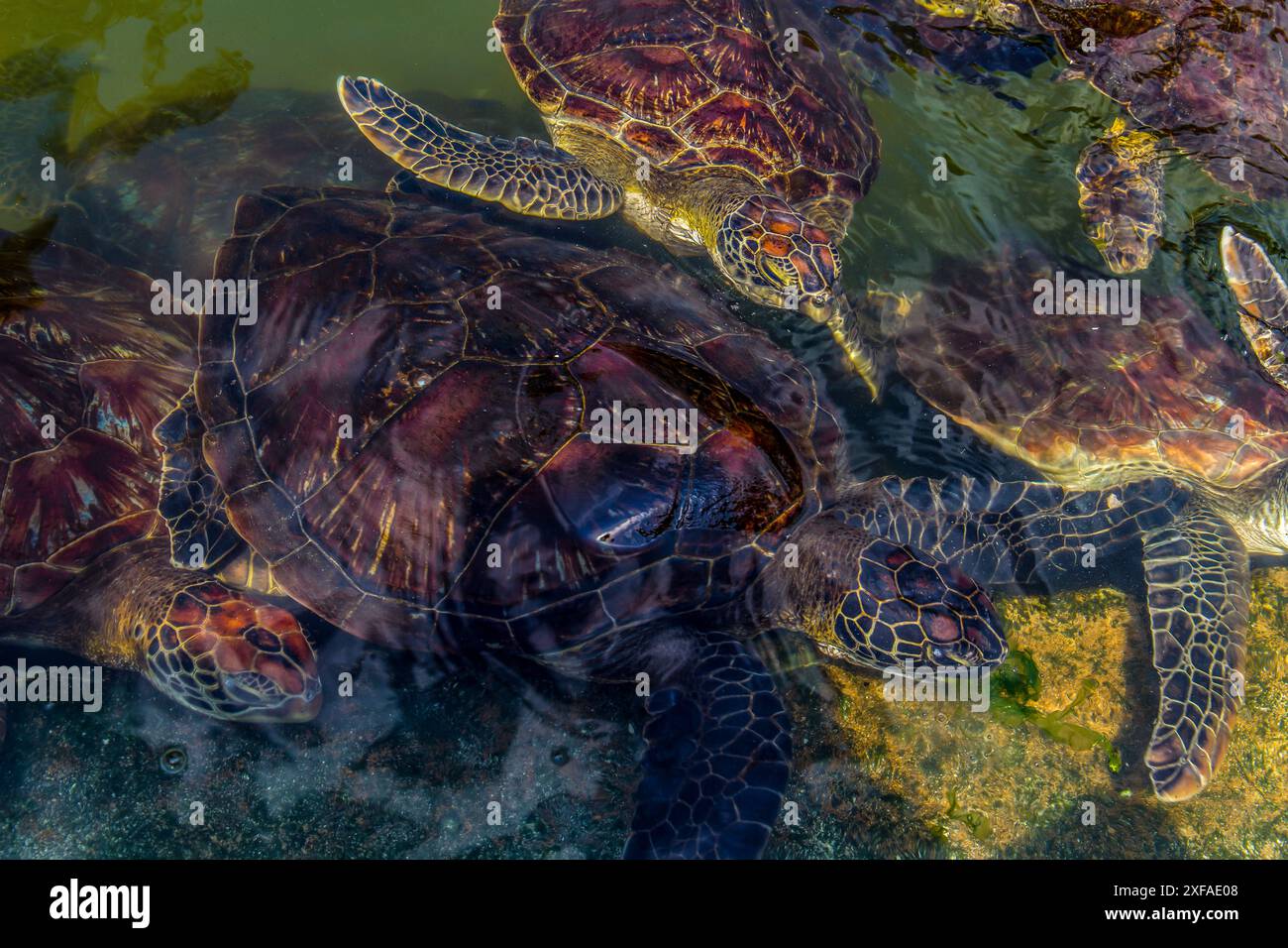 young sea turtles living on a farm in Africa protected while feeding on ...