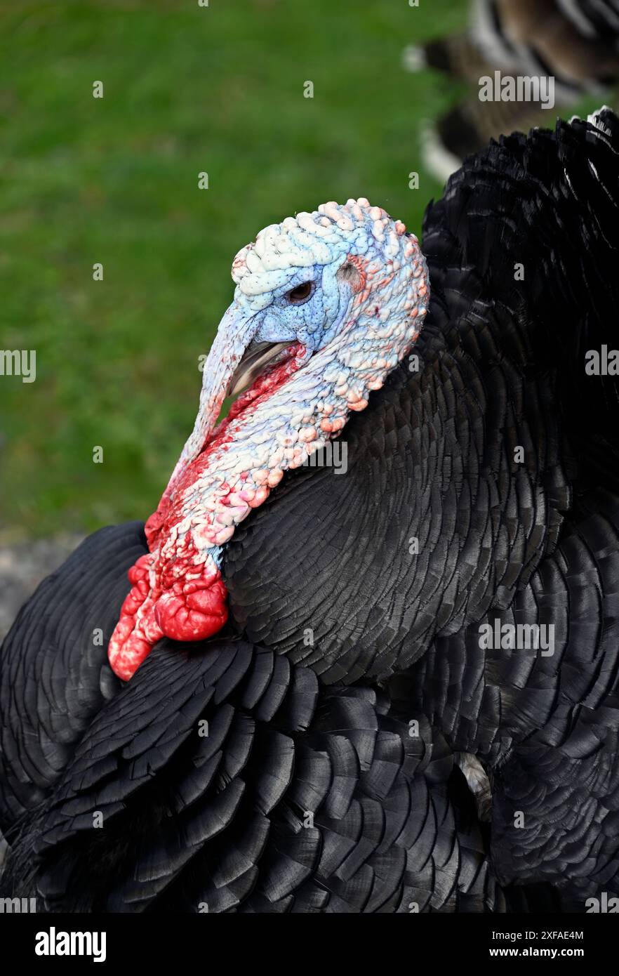 Norfolk Black Turkey Stock Photo - Alamy