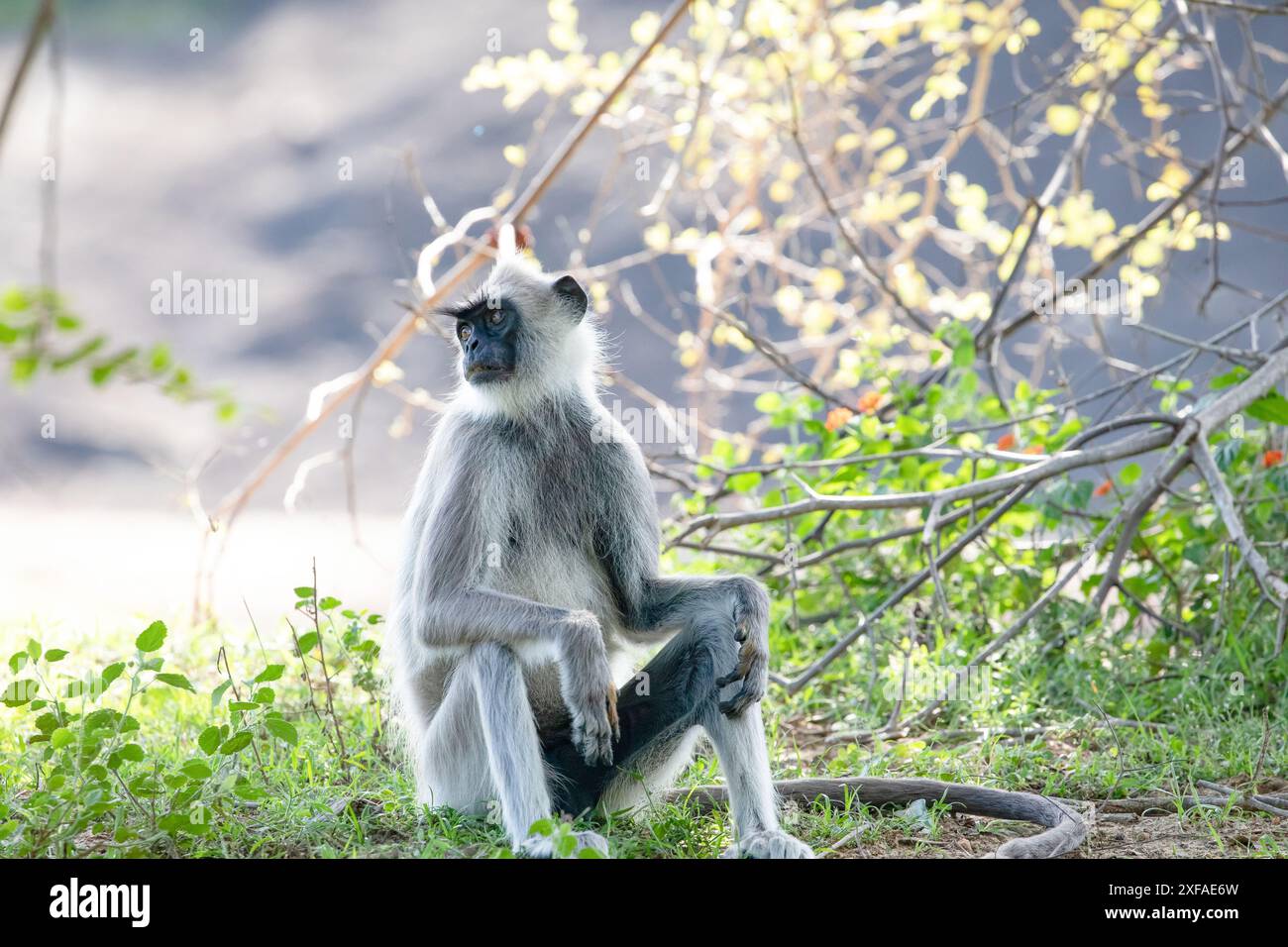 black faced grey langur monkey in natural habitat in Yala National Park ...