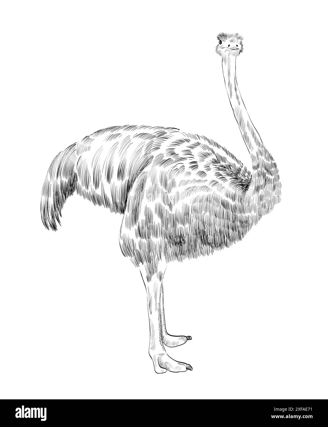 Vector sketch ostrich on the white background Stock Vector Image & Art ...