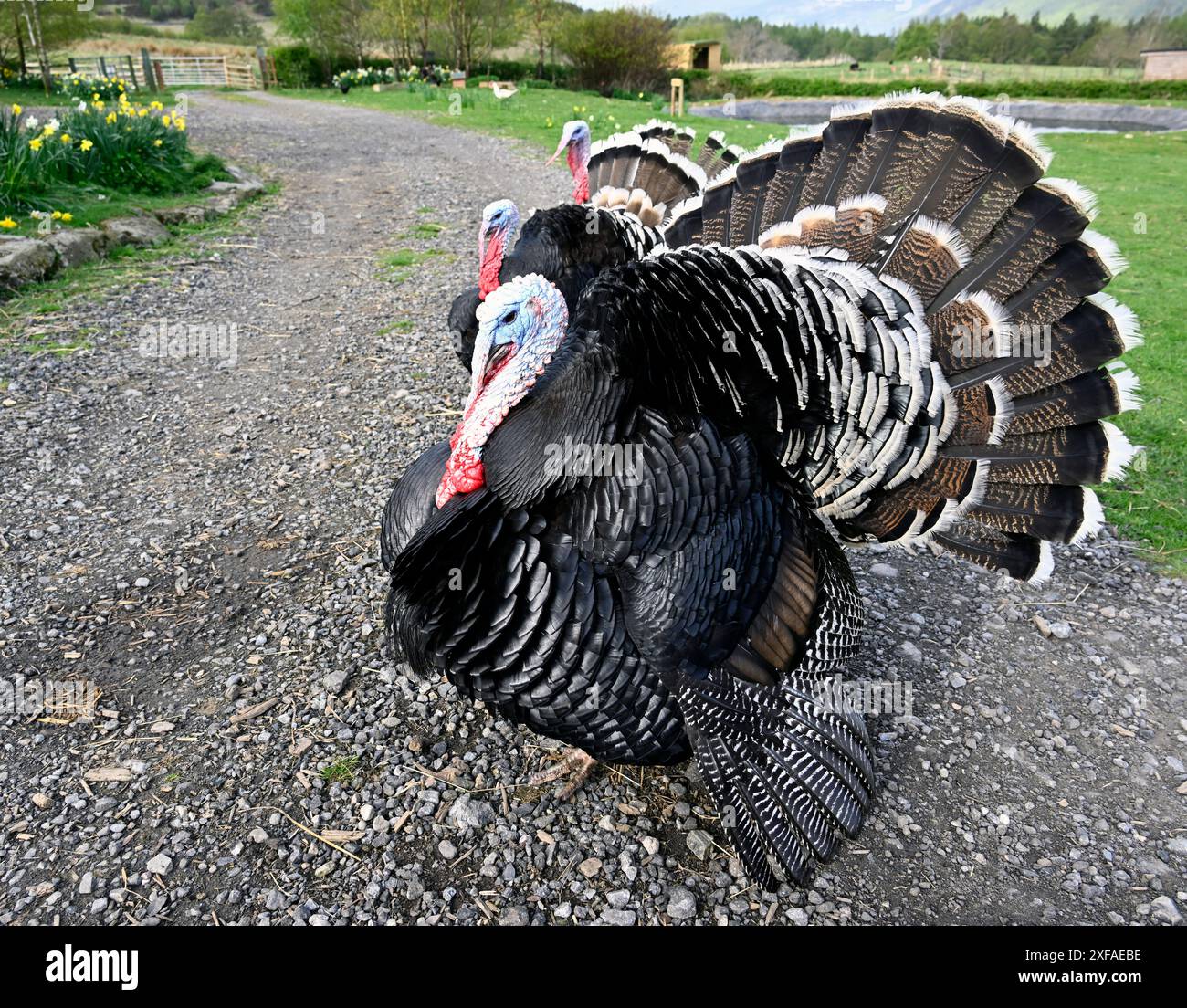 A norfolk black turkey hi-res stock photography and images - Alamy