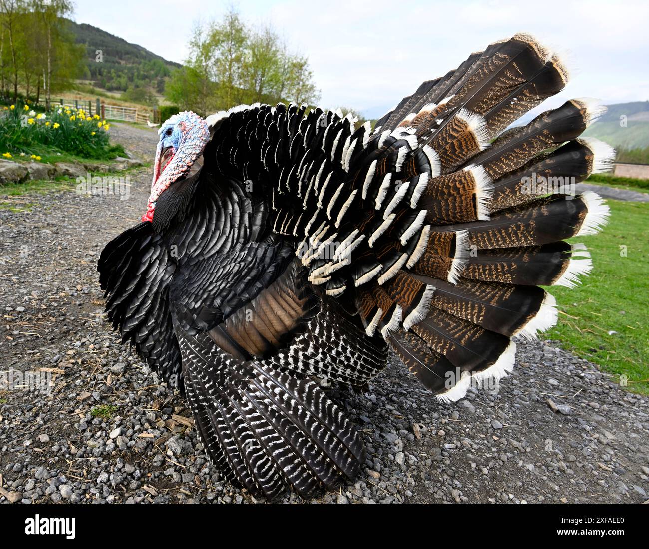 Free Range Norfolk Black Turkey on a farmsteading Stock Photo - Alamy