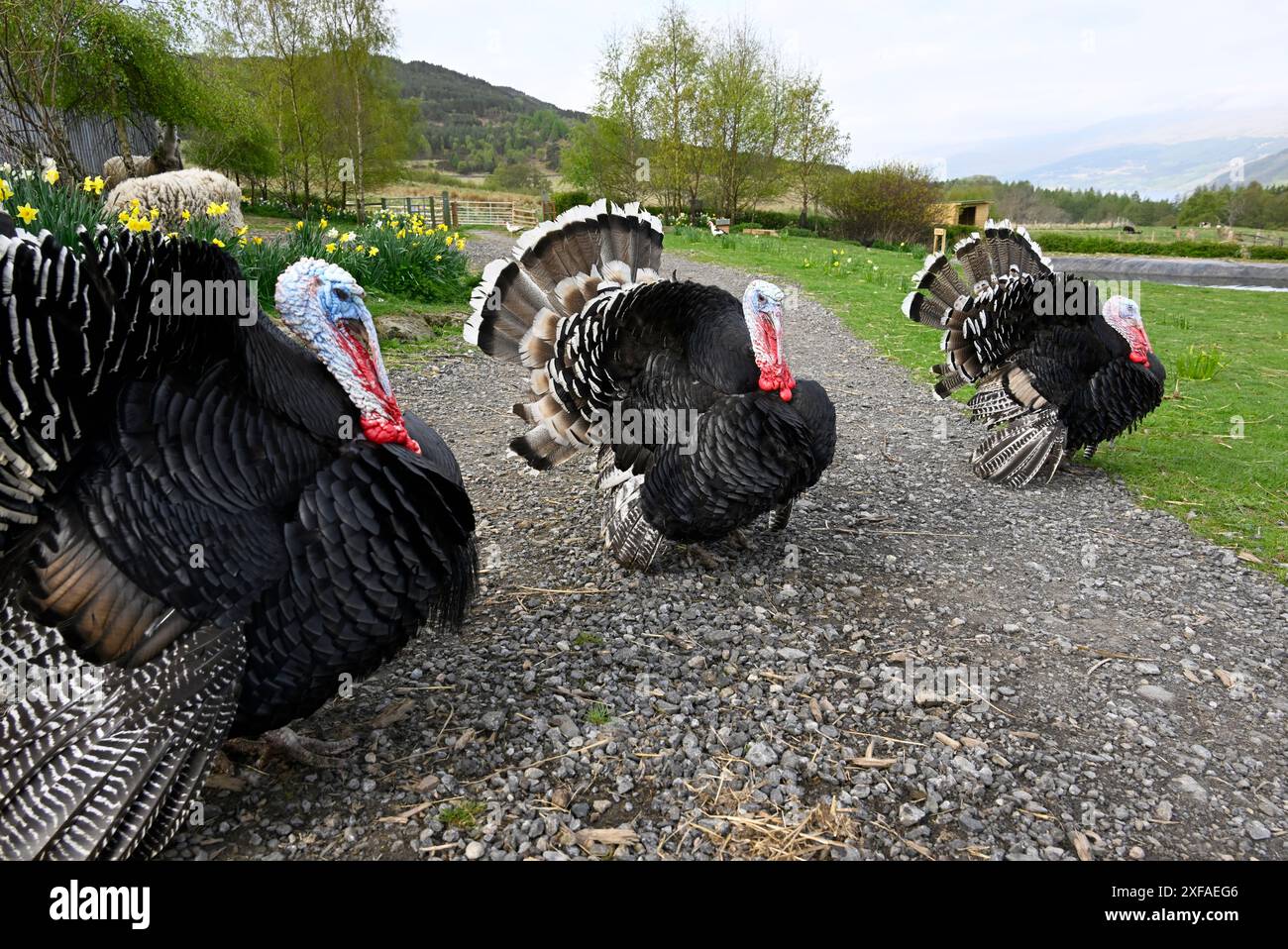 Free Range Norfolk Black Turkeys on a farm Stock Photo - Alamy