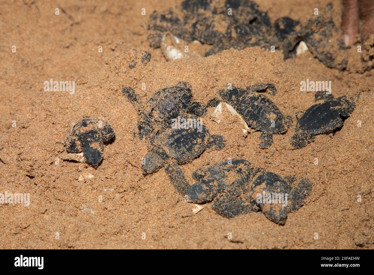 human hands hold newborn sea turtle babies in the sand. Close up ...