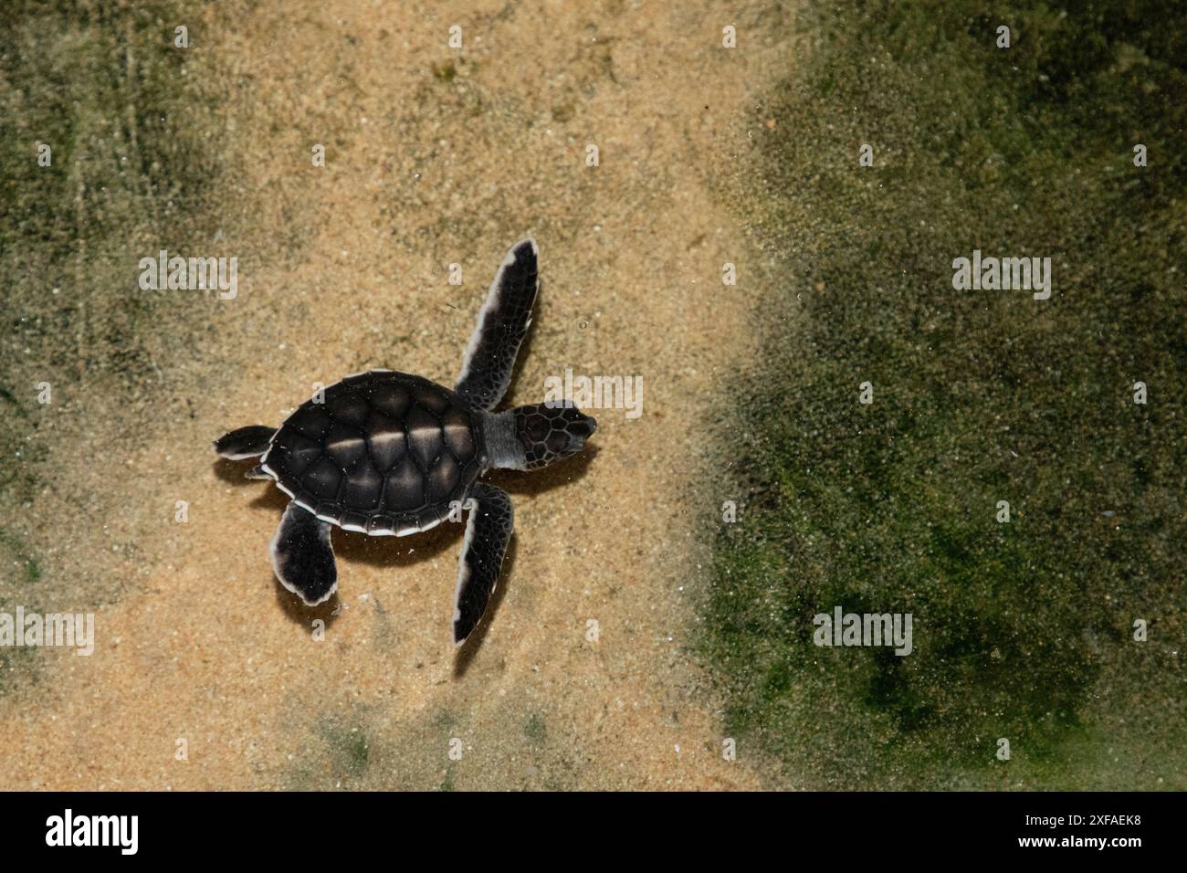 Small newborn sea turtles swim in the water at a turtle farm in Sri ...
