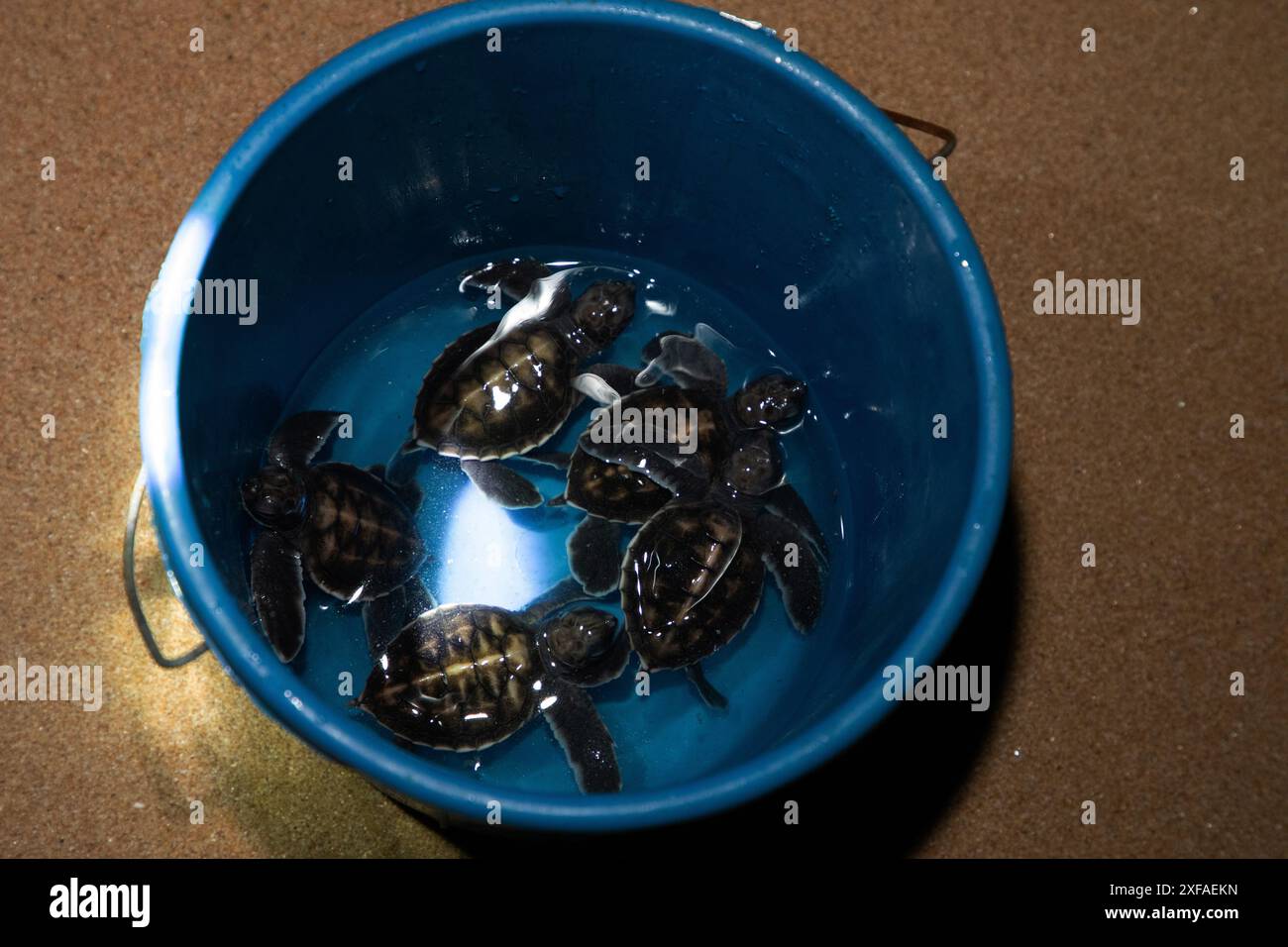 baby sea turtles swim in a large blue round shell on a farm. top view ...