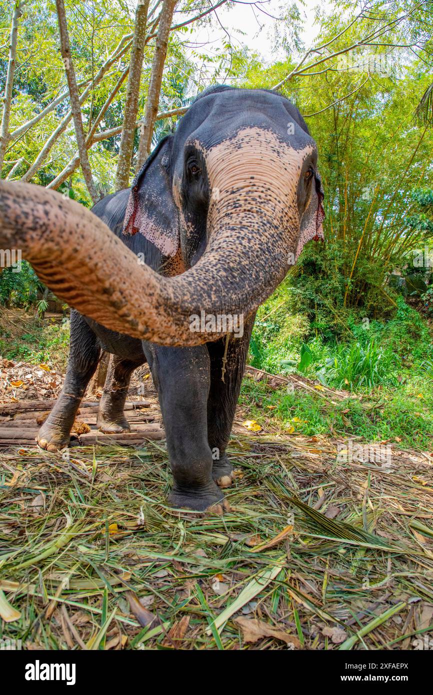 Elephant skin texture abstract background, Asian elephants skin texture ...