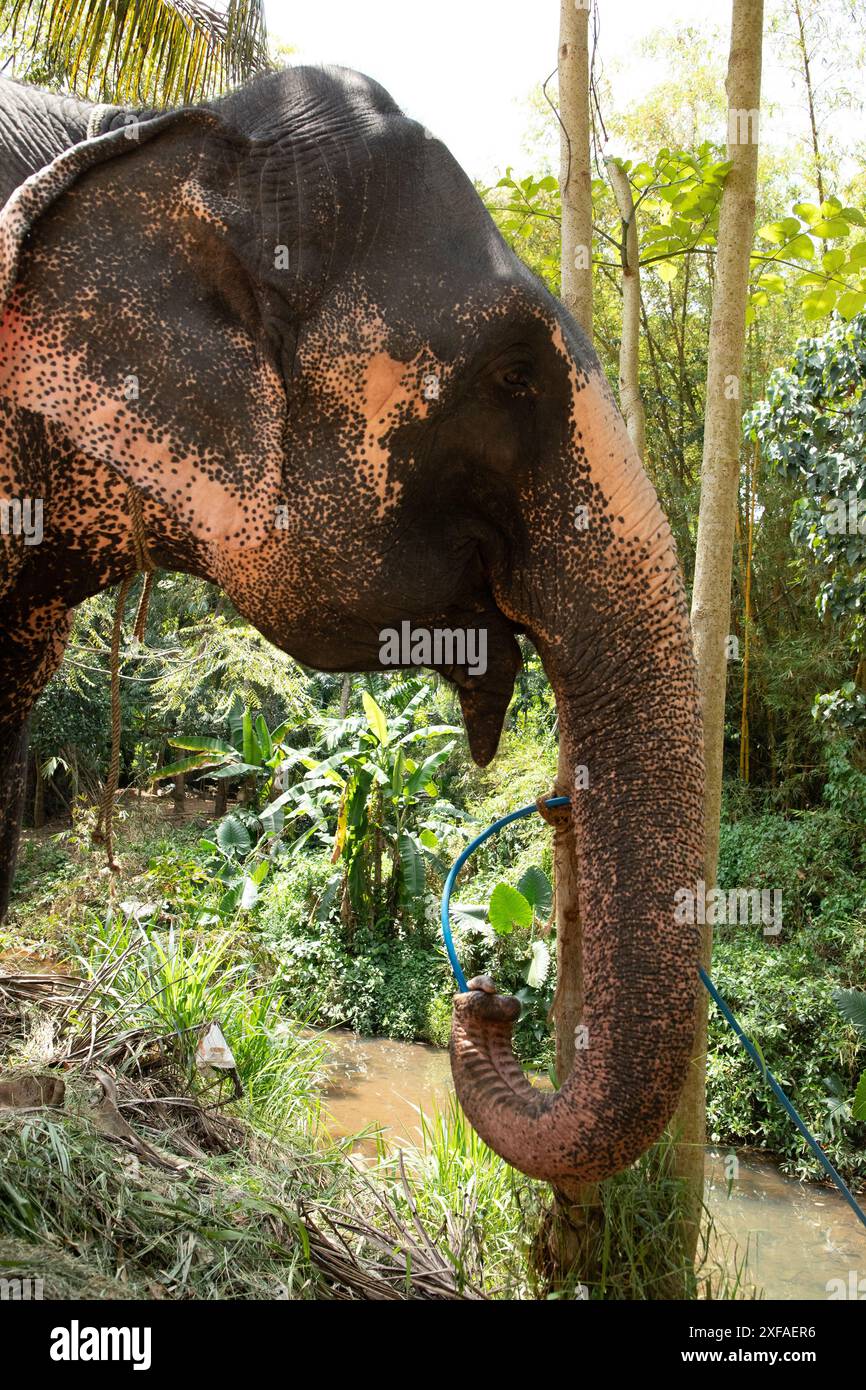 large Asian elephant with specific skin color, small gray dots on pink ...