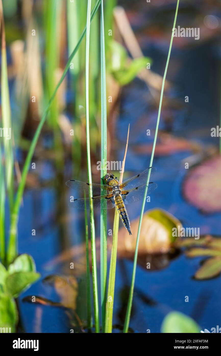 Four Spotted Chaser on garden pond Stock Photo - Alamy