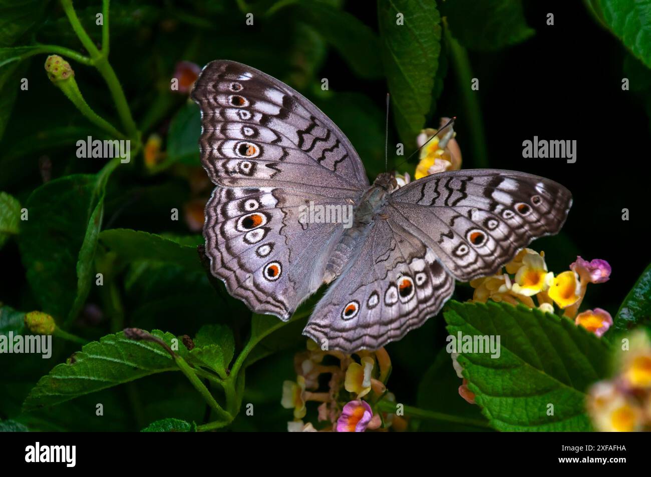 Precis butterfly hi-res stock photography and images - Alamy