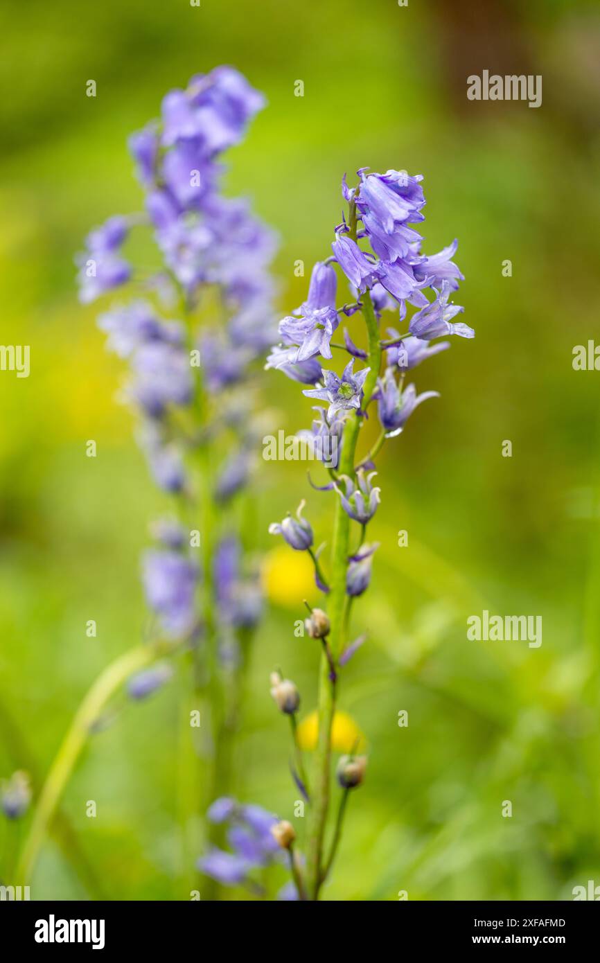 Hyacinthoides non-scripta is known in English as the common bluebell or ...