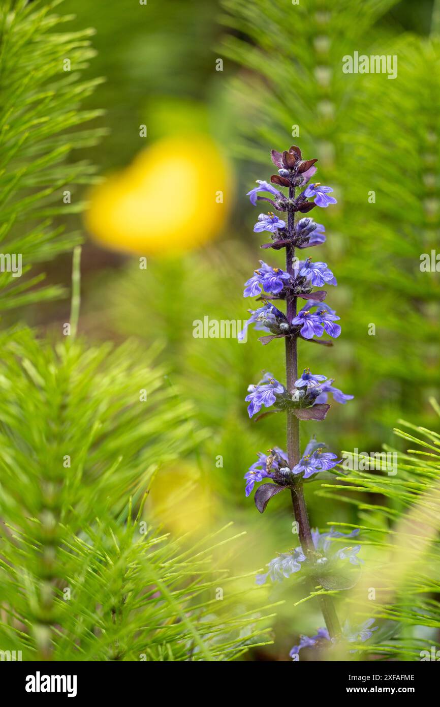 Blue bugle - Ajuga reptans - flower. The flowering season is from April ...