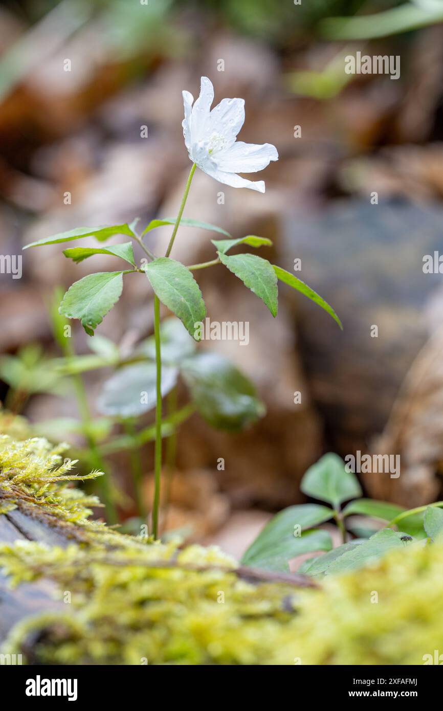 Three leaved anemone, Anemone trifolia or Anemonoides trifolia is very ...