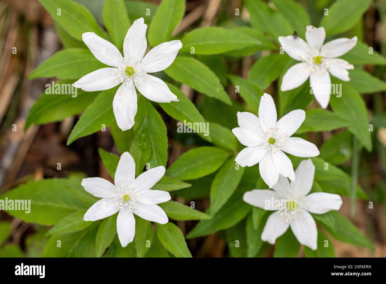 Three leaved anemone, Anemone trifolia or Anemonoides trifolia is very ...
