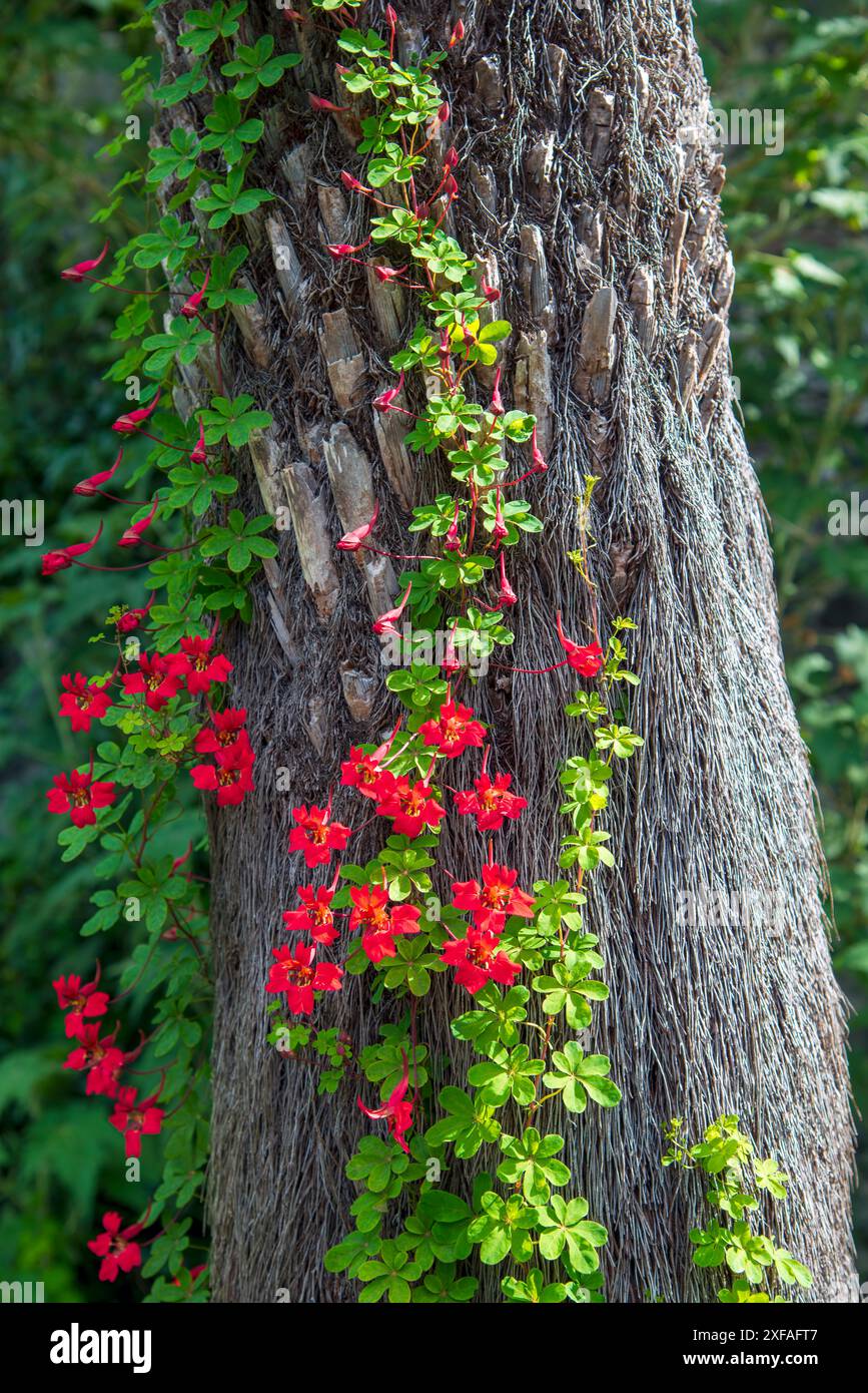 Flame Flower (Tropaeolum speciosum) growing up the trunk of a Palm Tree ...