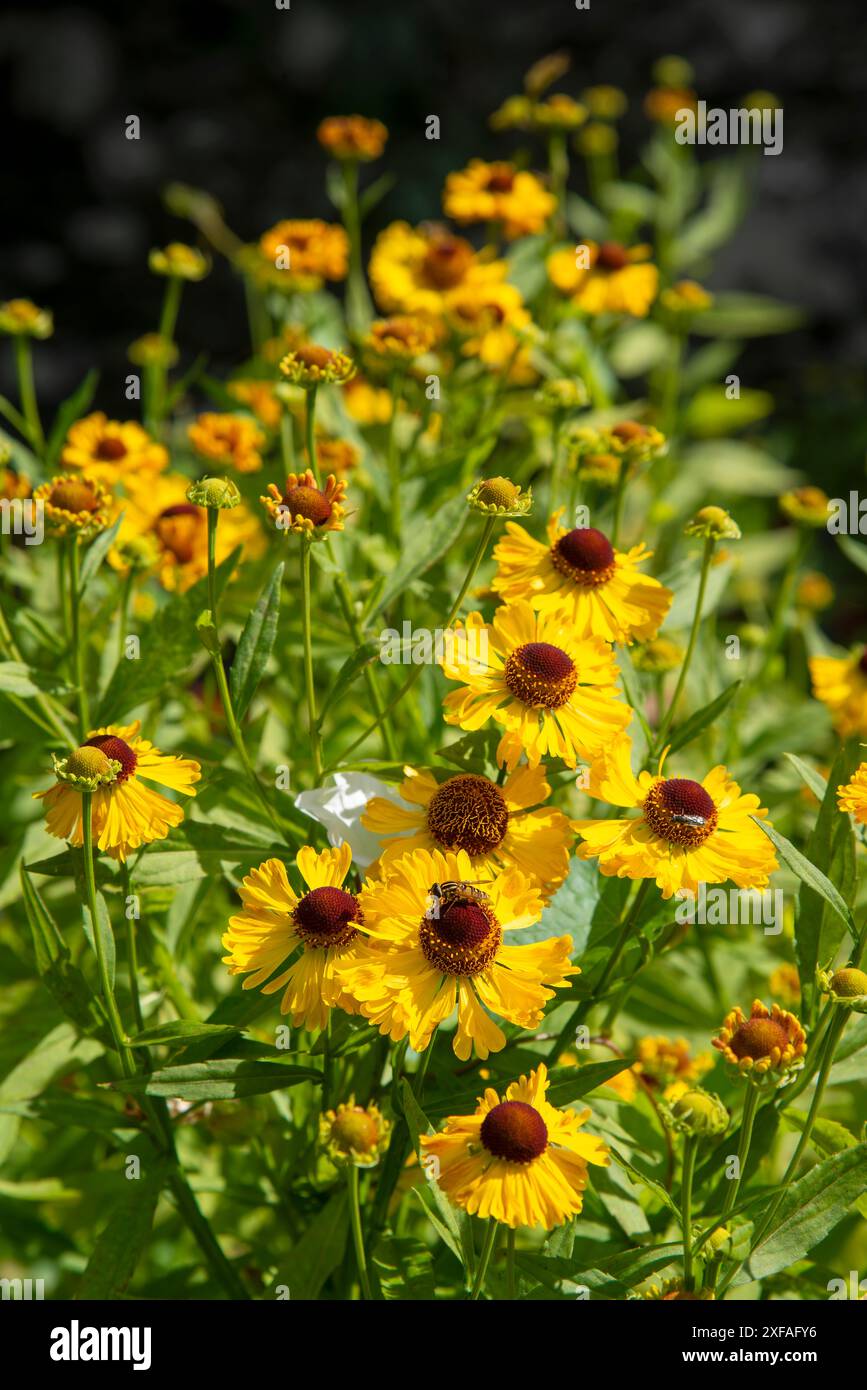 Helenium in a herbacious border Stock Photo - Alamy