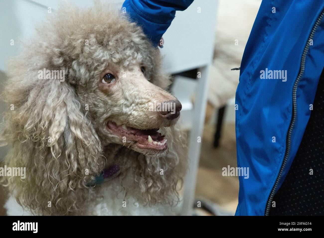 a large beautiful beige royal poodle near his owner. woman's hand on a ...