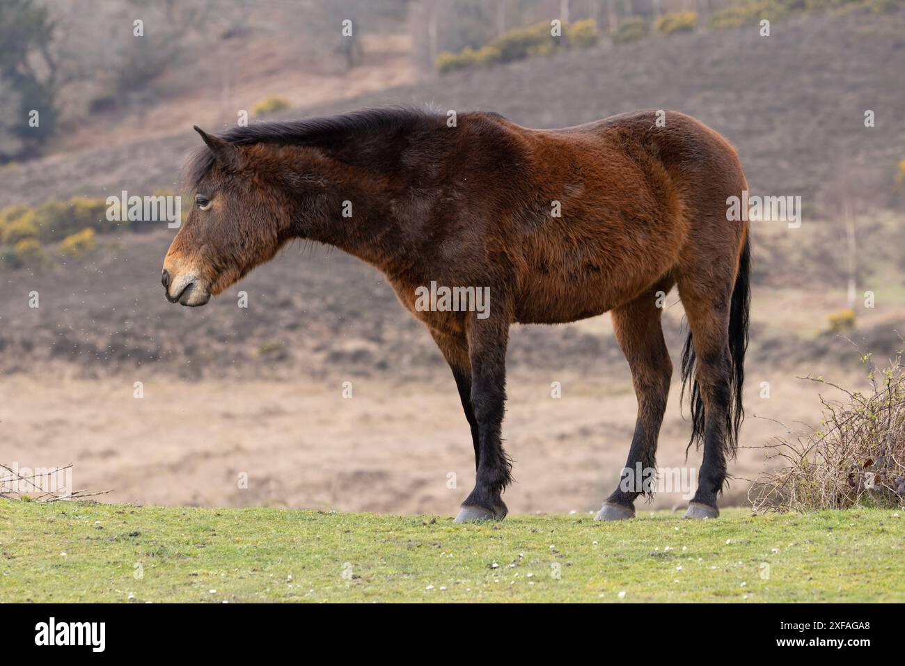 New Forest Pony (Equus caballus) Hampshire March 2024 Stock Photo - Alamy