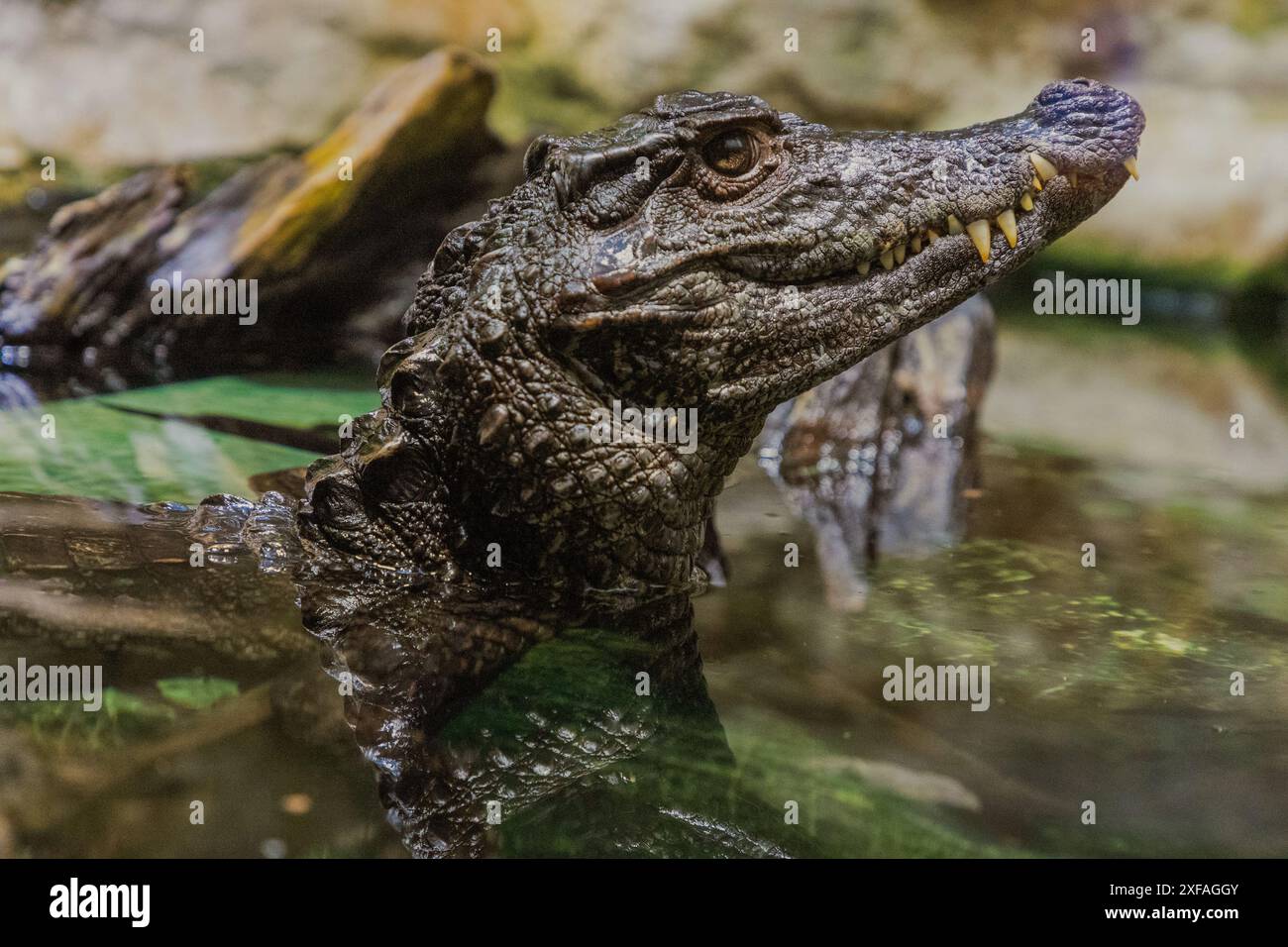 Caiman in the water. The yacare caiman Caiman yacare also known ...