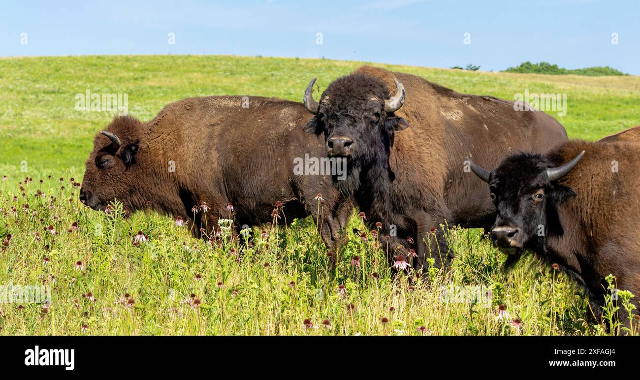 Three bison in the grasslands stare in to the camera. Blue sky and ...