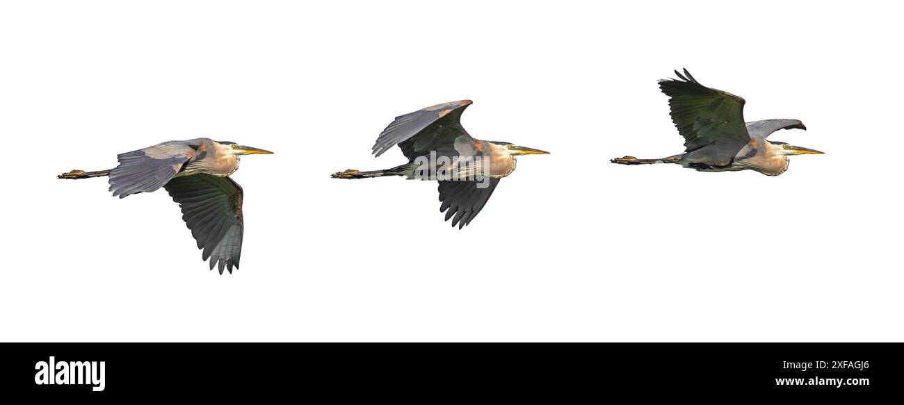 Three great blue heron flapping their wings while in flight. The wings ...