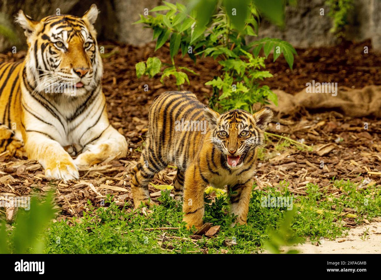 Tiger cubs playing with his mother,sumatra tiger Panthera tigris. small funny playful cubs and ...